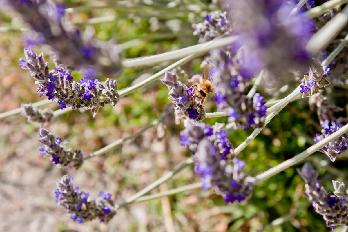 Podar lavanda ¡Guía Paso a Paso! 【2019】