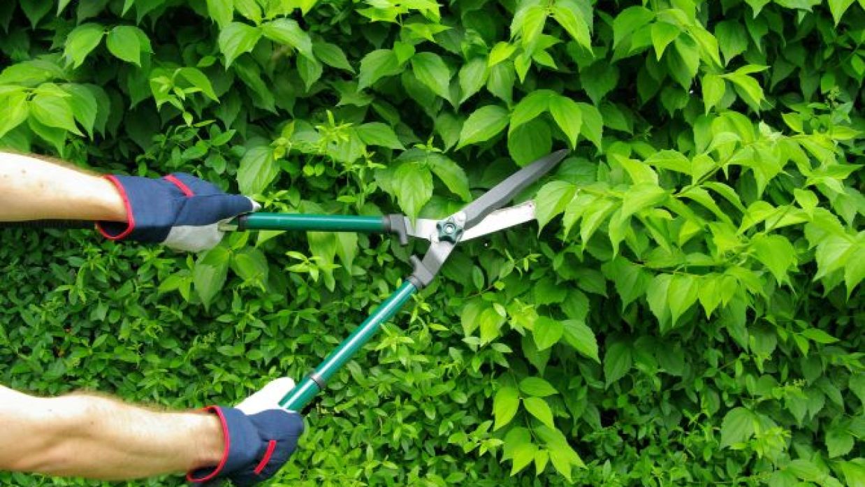 Tijeras de podar ¡Guía Paso a Paso! 【2019】