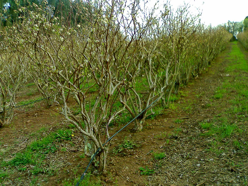 Podar Arándanos ¡Guía Paso a Paso! 【2019】