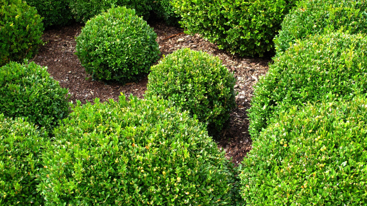 Podar Boj ¡Guía Paso a Paso! 【2019】